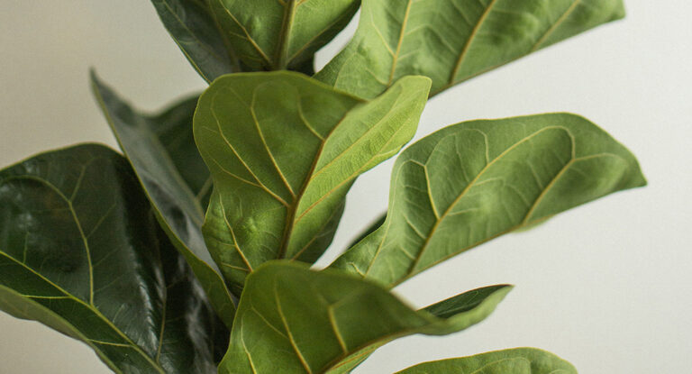 Las plantas de interior más bonitas y más fáciles de mantener - CHG